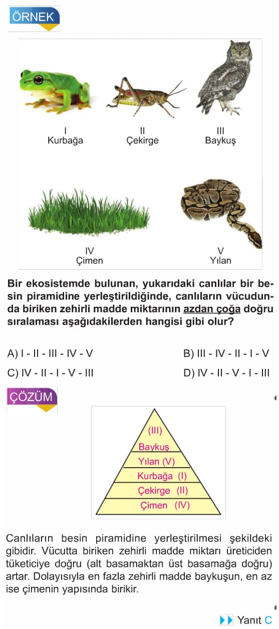 8-sinif-besin-zinciri-ve-enerji-iliskileri-cozumlu-sorular-test-1 8-sinif-besin-zinciri-ve-enerji-iliskileri-cozumlu-sorular-test-1