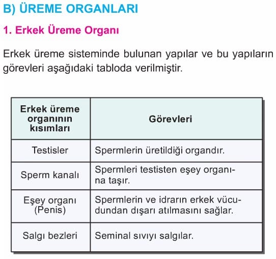 insanlarda-ureme-buyume-ve-gelisme-2 insanlarda-ureme-buyume-ve-gelisme-2