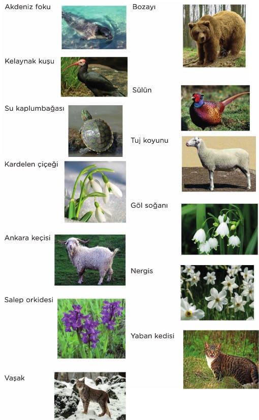 Biyoçeşitlilik, Biyoçeşitliliğin Önemi ve Etkileyen Faktörler 5. Sınıf ...