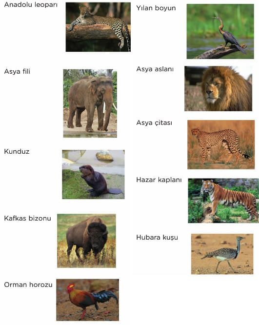 Biyoçeşitlilik, Biyoçeşitliliğin Önemi ve Etkileyen Faktörler 5. Sınıf ...