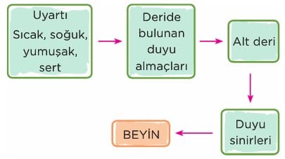 Deri Nedir Yapısı ve Özellikleri Duyu Organları 6. Sınıf Fen Bilimleri ...