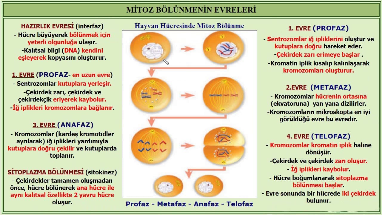 Mitoz Bölünme Nedir Özellikleri Nelerdir? – VSMNK