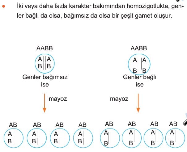 Kalıtımın Genel İlkeleri konu anlatımı soruları çözümleri 10. sınıf ...