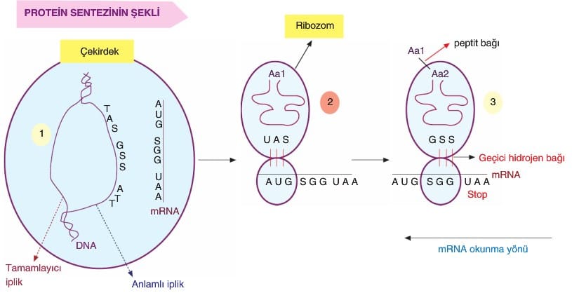 Protein Sentezi Biyoloji Tyt Ayt Konu Anlatımı