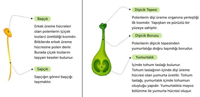 Çiçekli Bitkilerde Eşeyli Üreme 7.Sınıf Fen Bilimleri Konu Anlatımı ...