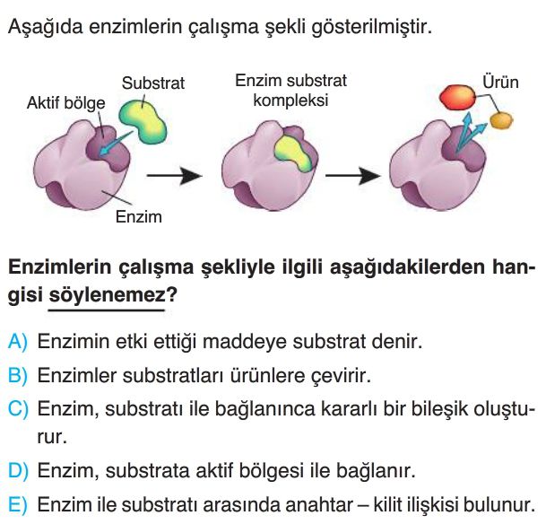 Enzimler Test Çöz 9. Sınıf Biyoloji Yeni Nesil Sorular Enzimler Test Çöz 9. Sınıf Biyoloji Yeni Nesil Sorular